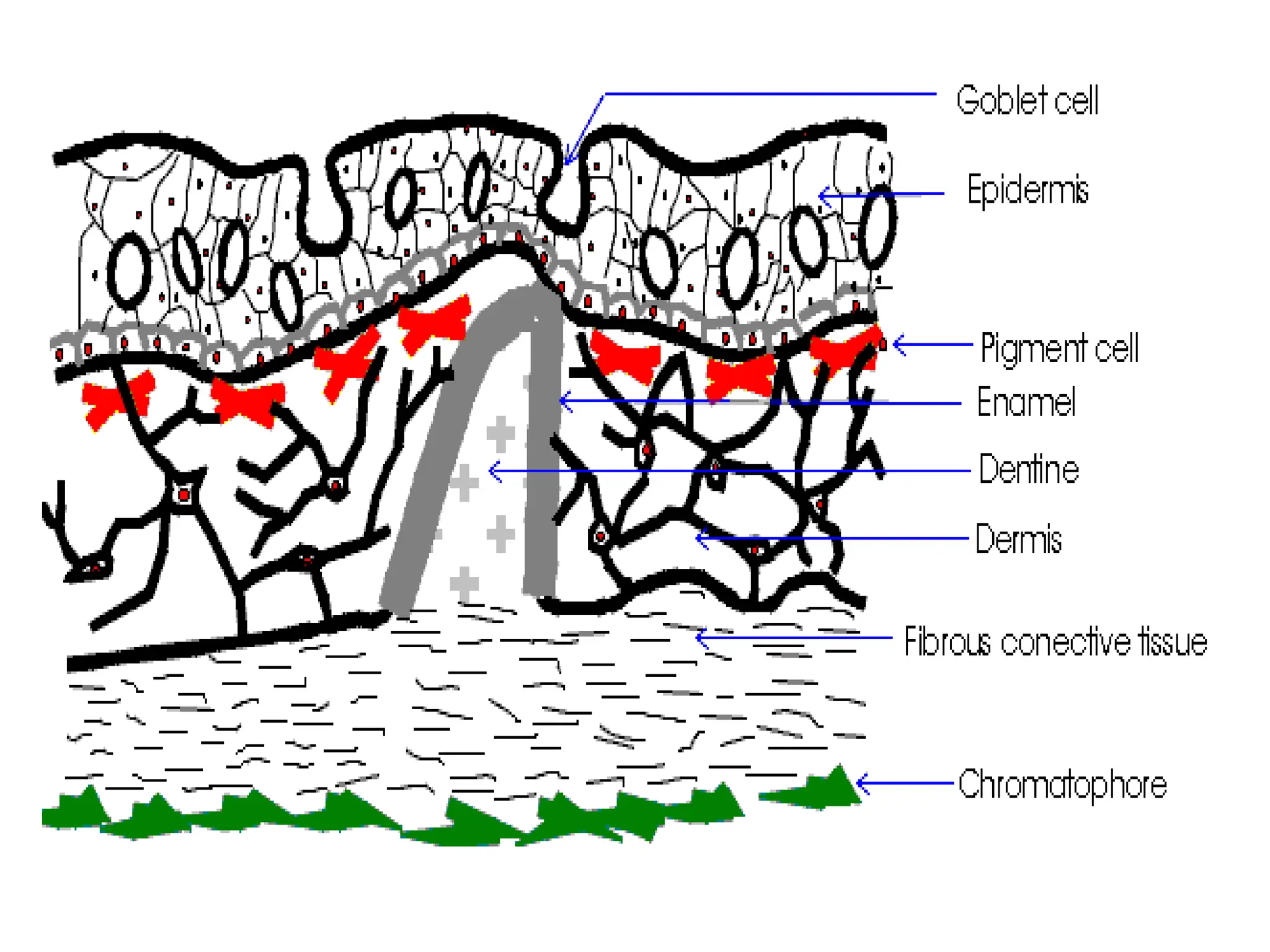 Comparative anatomy of Integumentary System | PPT