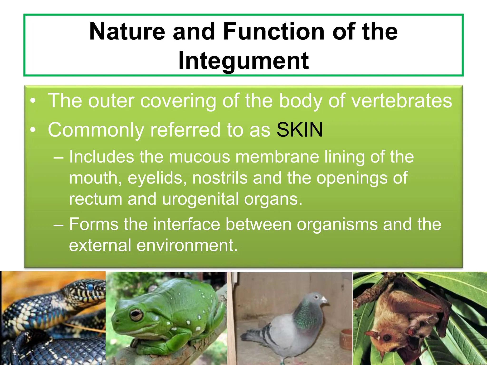 Comparative anatomy of Integumentary System | PPT