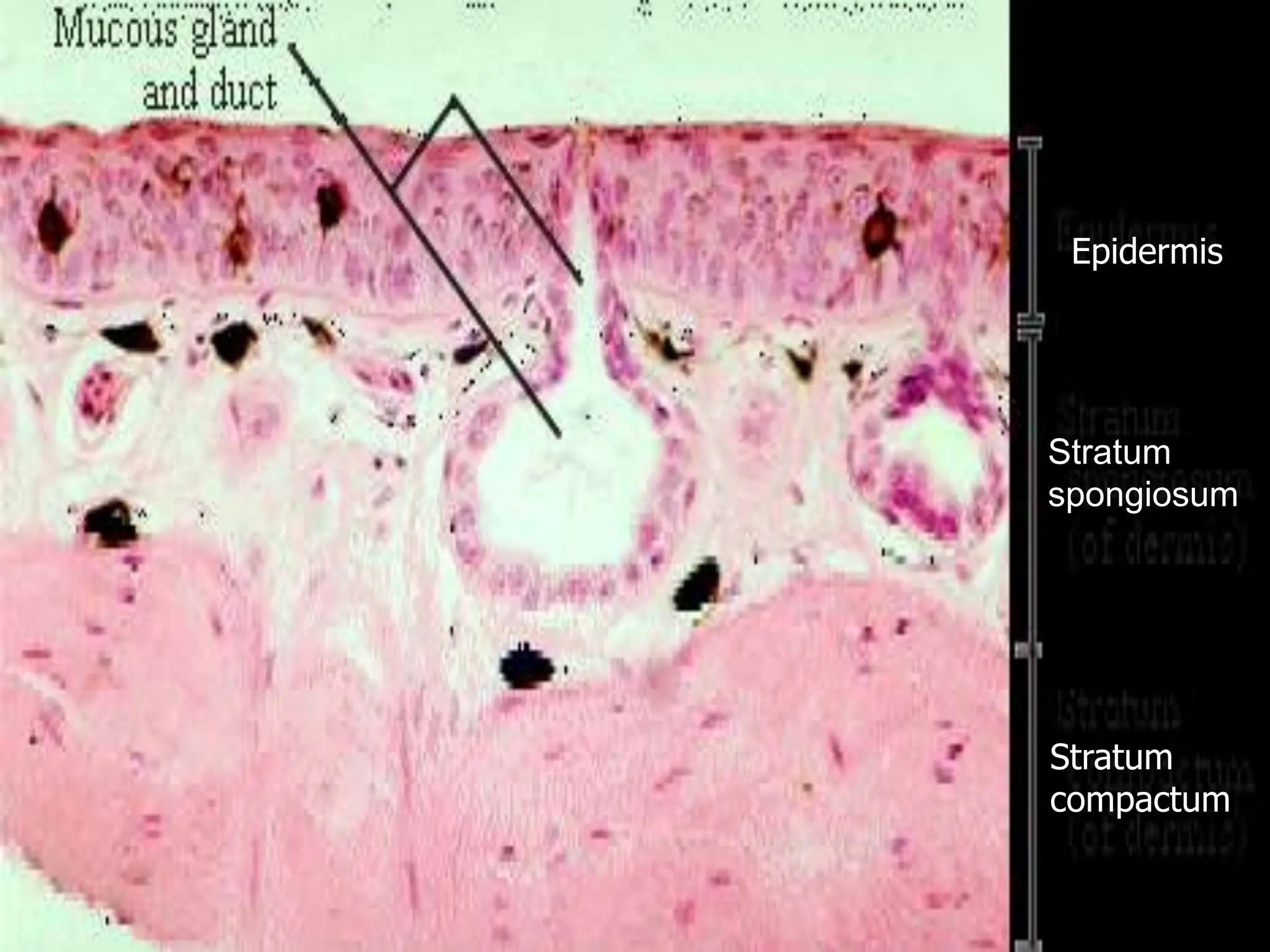 Comparative anatomy of Integumentary System | PPT