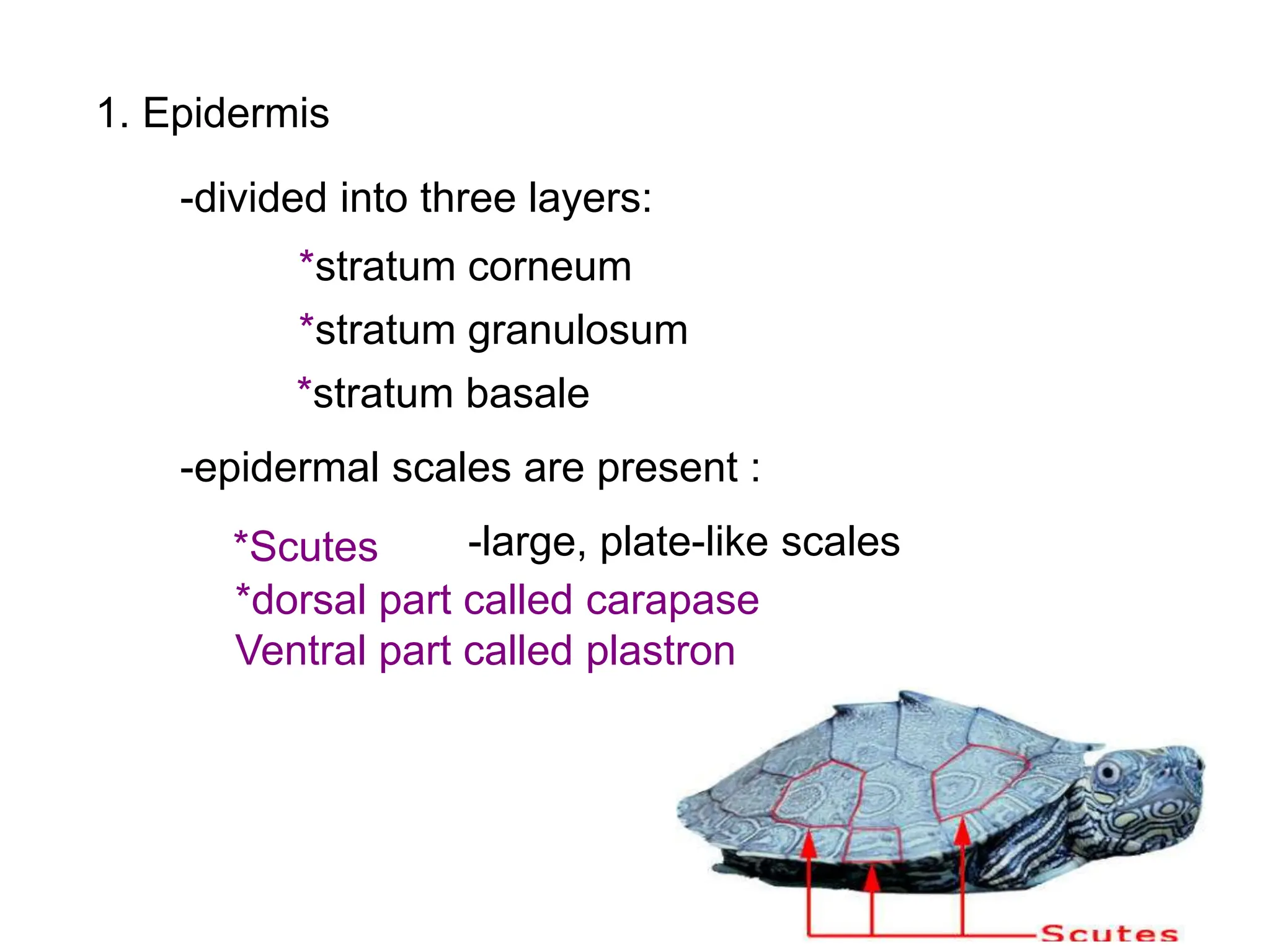 Comparative anatomy of Integumentary System | PPT