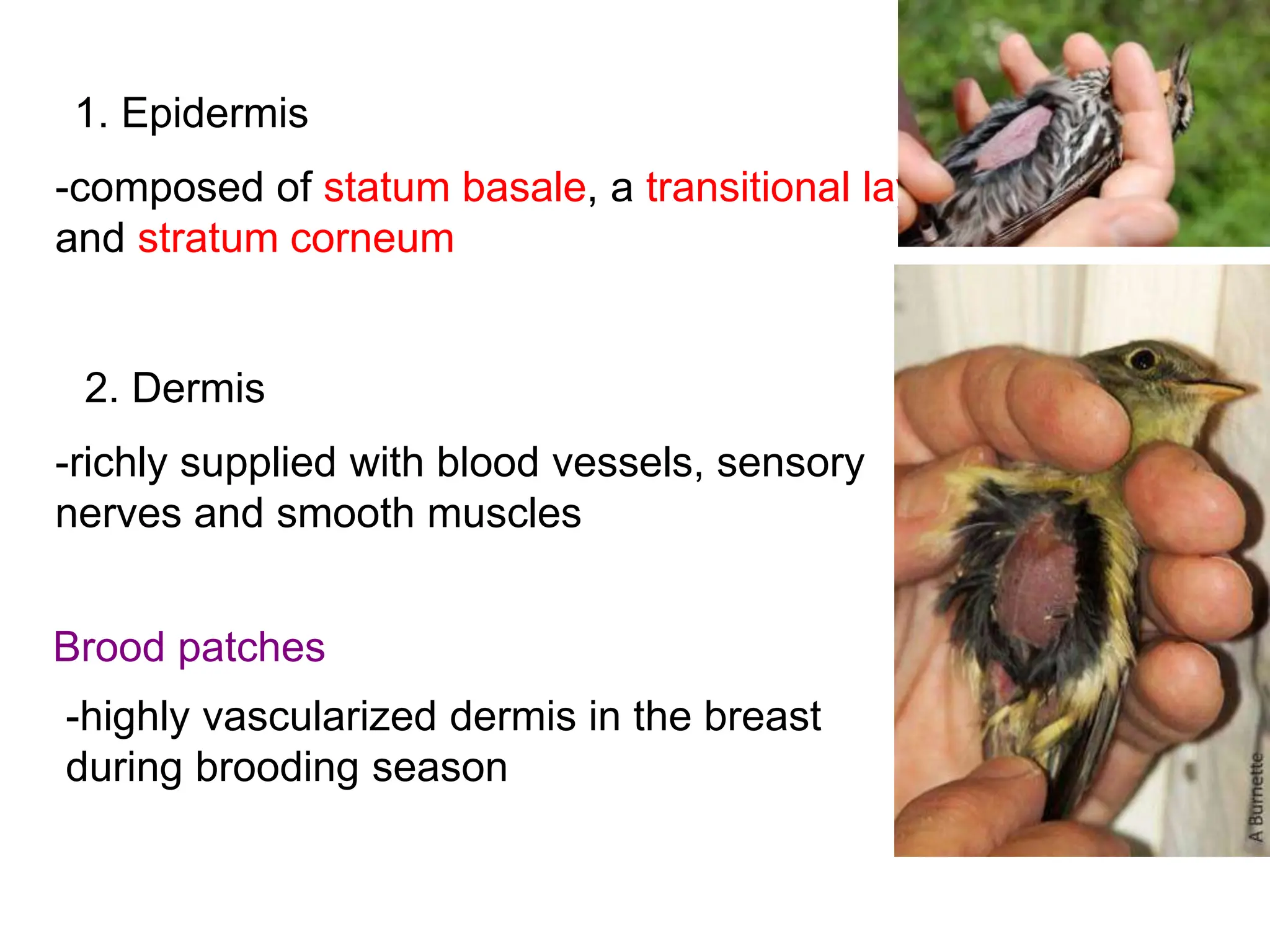 Comparative anatomy of Integumentary System | PPT