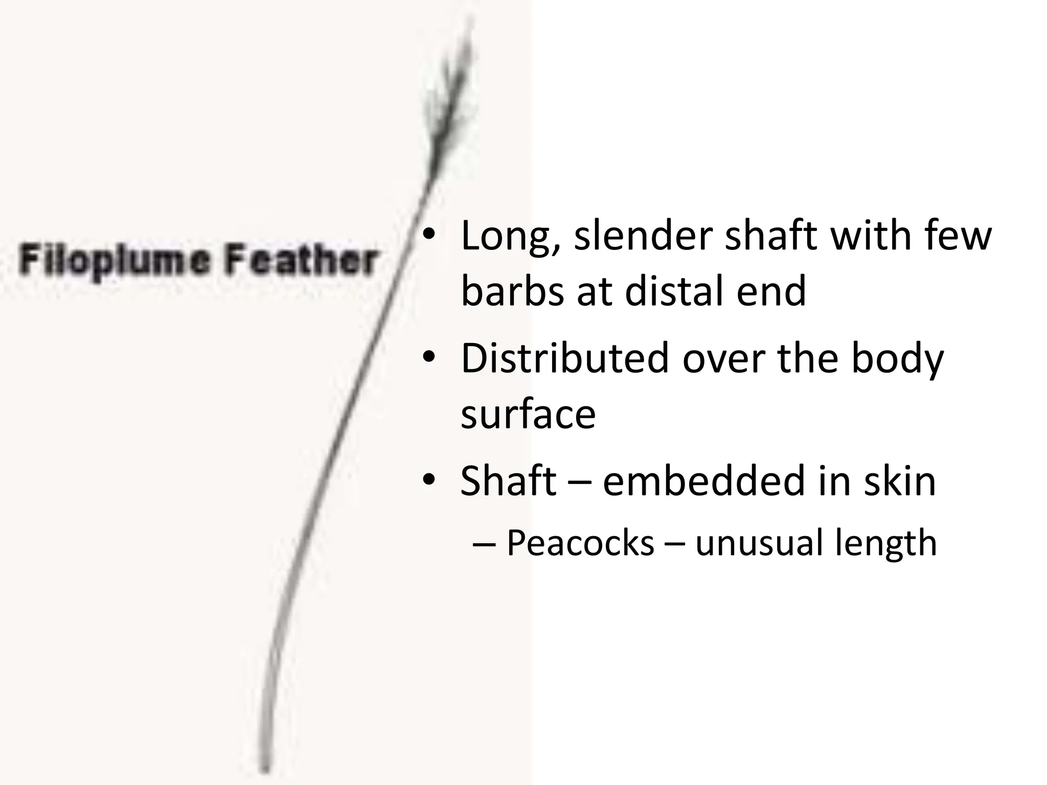 Comparative anatomy of Integumentary System | PPT
