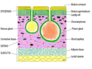 Comparative anatomy of Integumentary System | PPT