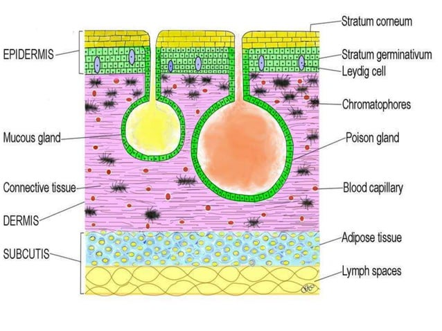 Comparative anatomy of Integumentary System | PPT