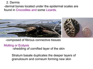 Comparative anatomy of Integumentary System | PPT