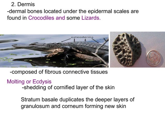 Comparative anatomy of Integumentary System | PPT