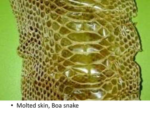 Comparative anatomy of Integumentary System | PPT