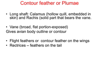 Comparative anatomy of Integumentary System | PPT