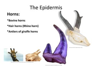 Comparative anatomy of Integumentary System | PPT