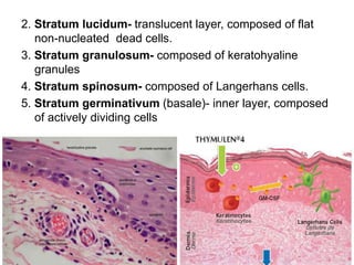Comparative anatomy of Integumentary System | PPT