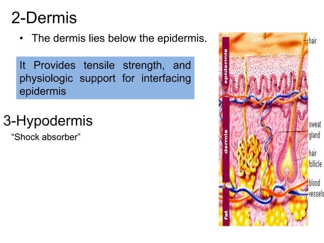 Comparative anatomy of Integumentary System | PPT
