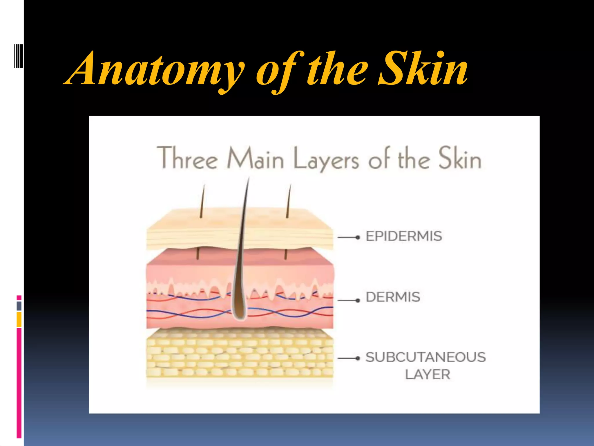 Integumentary system(Skin & its assessory organs) | PPT