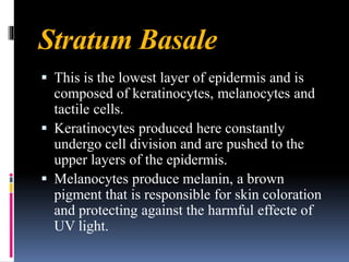 Integumentary system(Skin & its assessory organs) | PPT