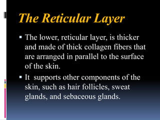 Integumentary system(Skin & its assessory organs) | PPT