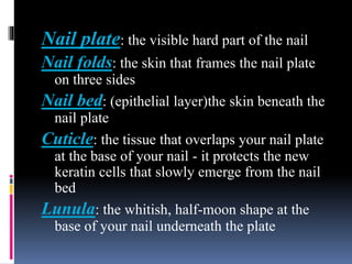 Integumentary system(Skin & its assessory organs) | PPT
