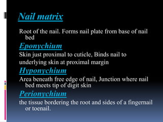 Integumentary system(Skin & its assessory organs) | PPT