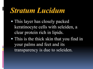 Integumentary system(Skin & its assessory organs) | PPT