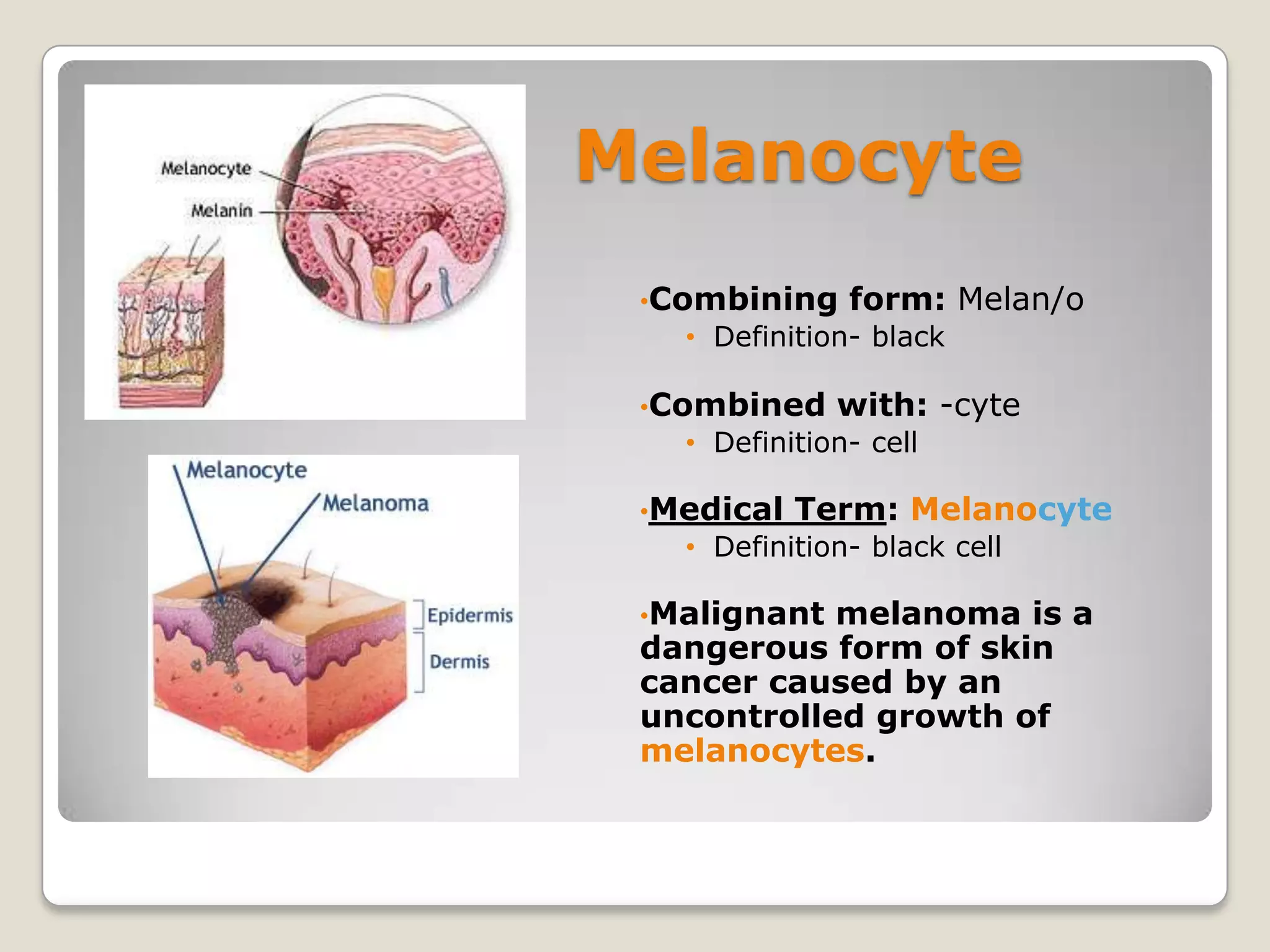 Integumentary system julia higgins | PPT