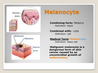 Integumentary system julia higgins | PPTX