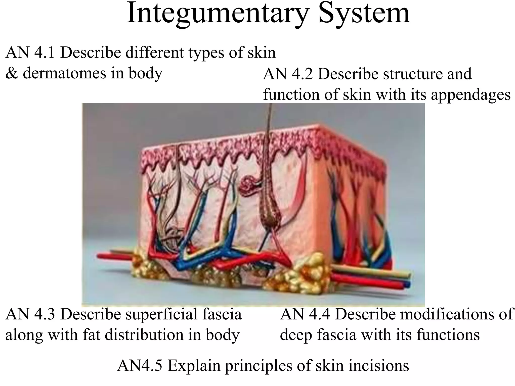 Integumentary system -mbbs.pptx