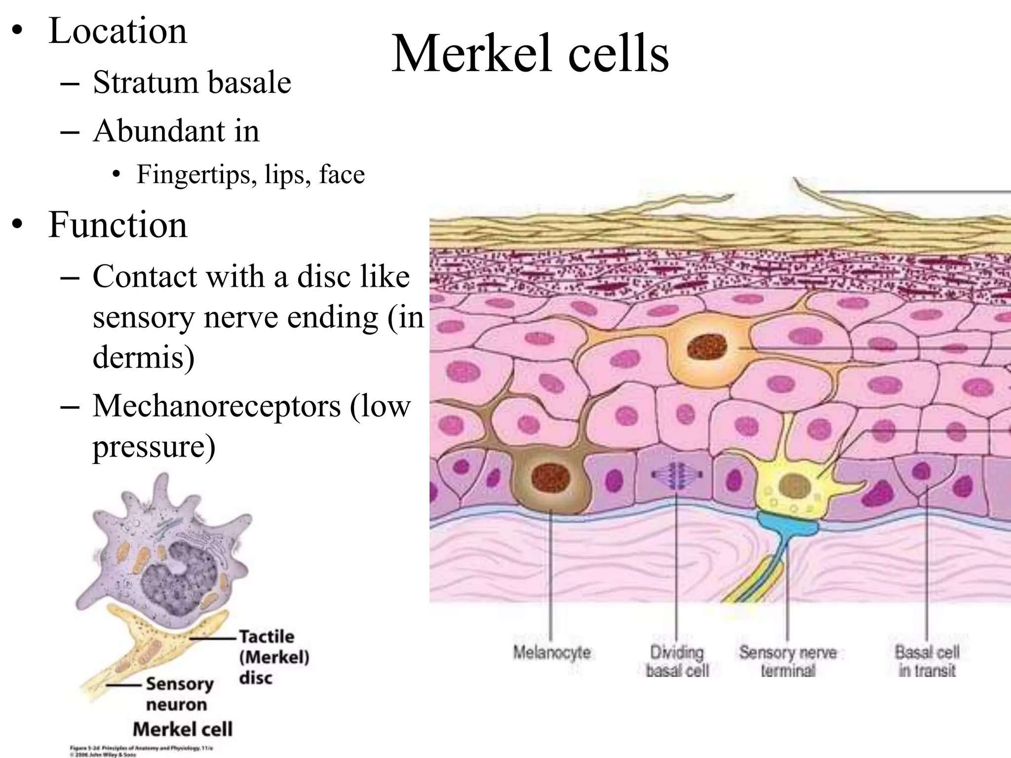Integumentary system -mbbs.pptx