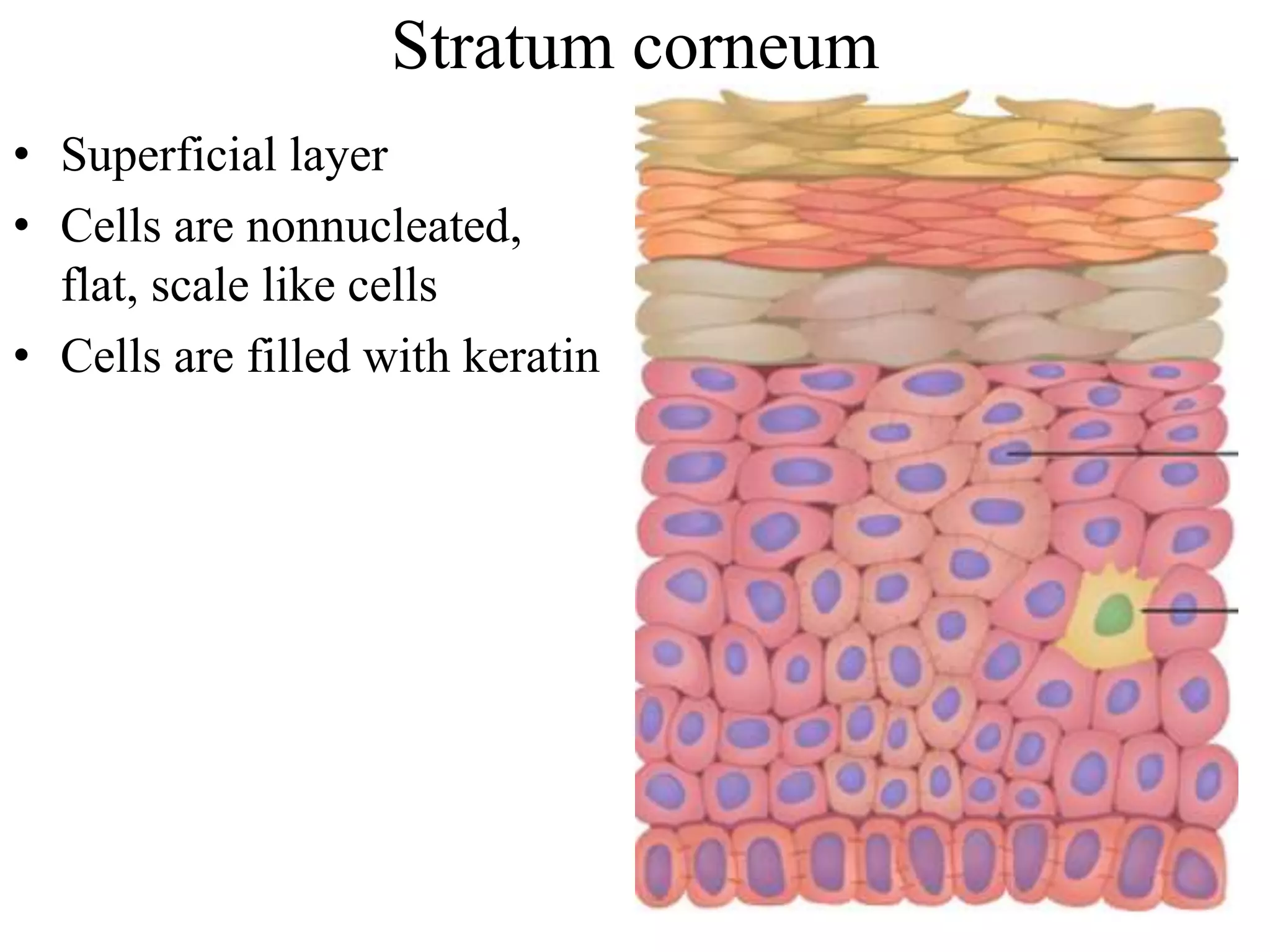 Integumentary system -mbbs.pptx
