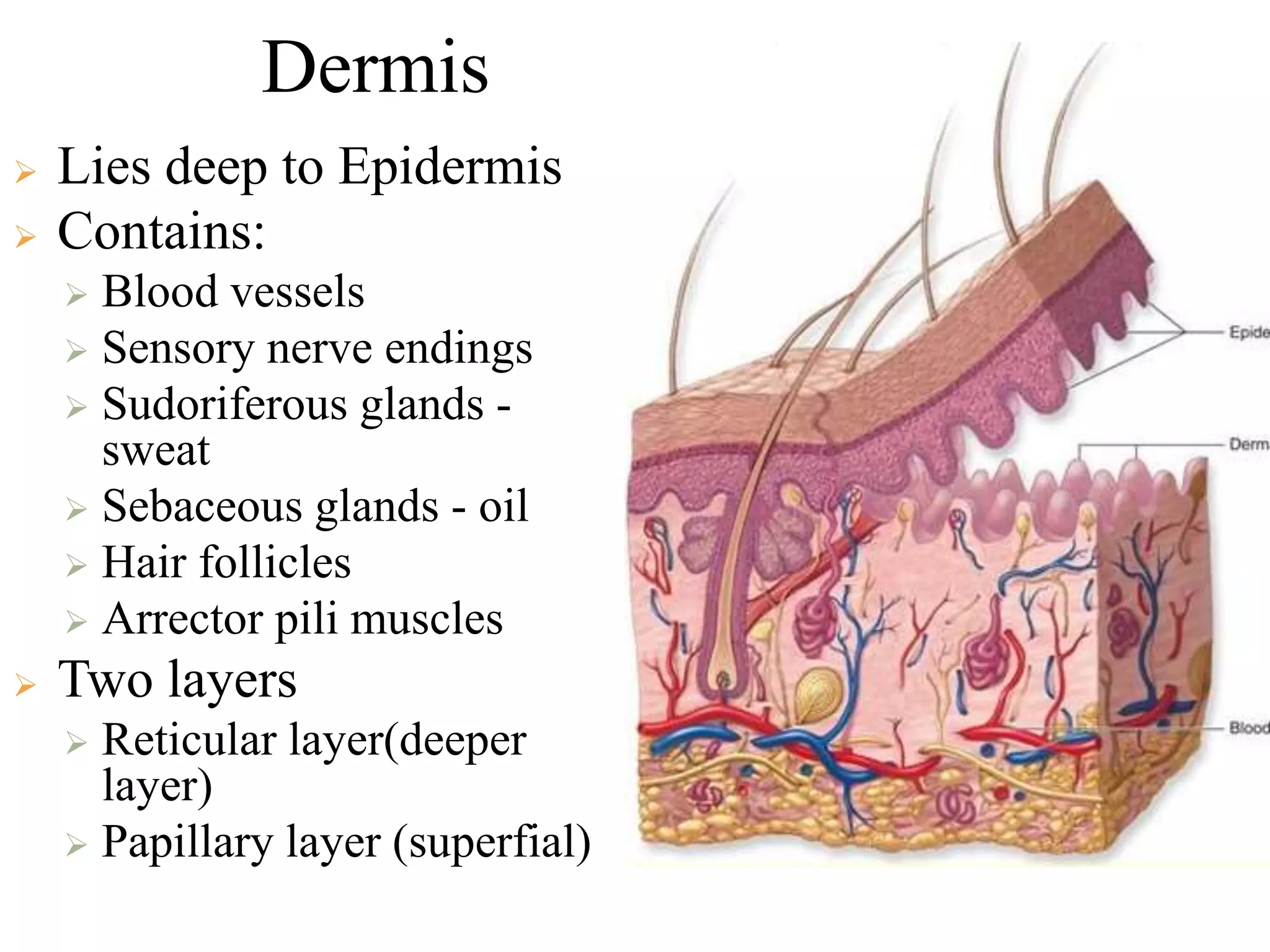 Integumentary system -mbbs.pptx