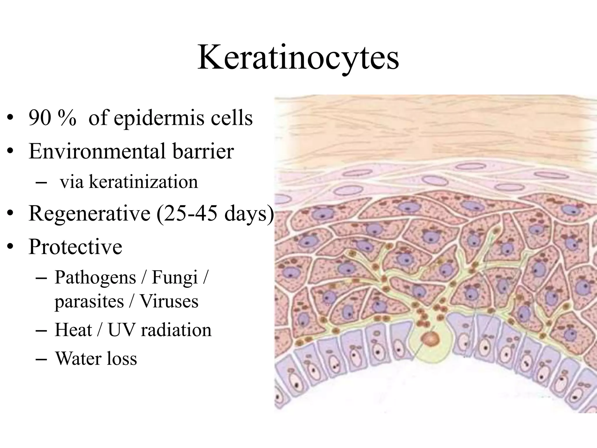 Integumentary system -mbbs.pptx
