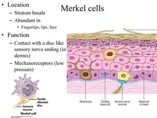 Integumentary system -mbbs.pptx