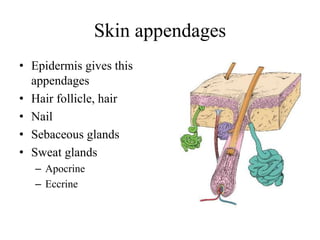Integumentary system -mbbs.pptx