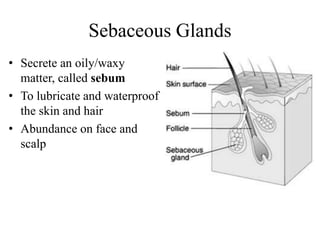 Integumentary system -mbbs.pptx