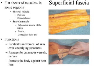Integumentary system -mbbs.pptx