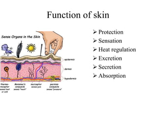 Integumentary system -mbbs.pptx | Skin and Dermatology | Diseases and ...