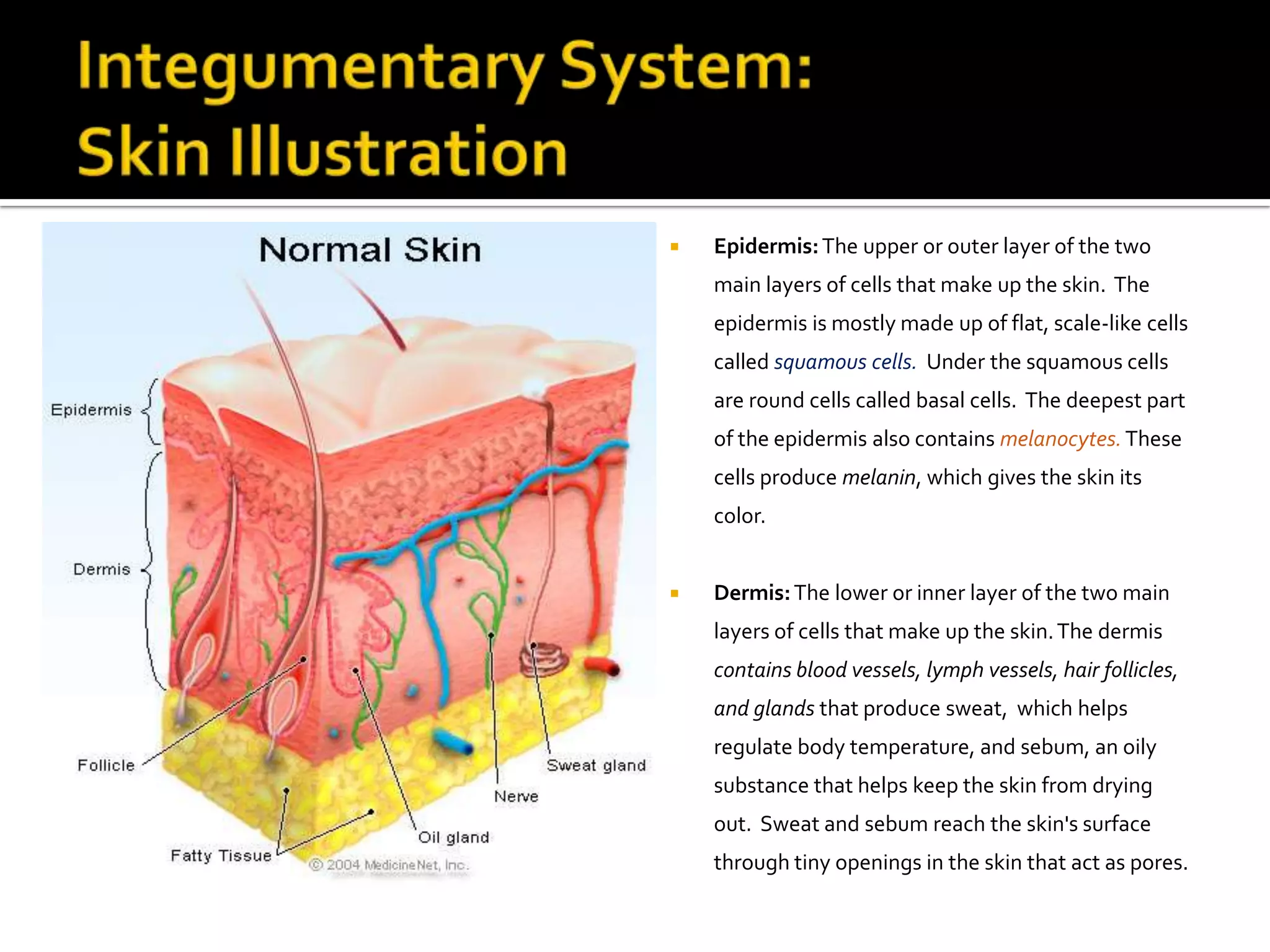 Integumentary system presen.03 | Skin and Dermatology | Diseases and ...