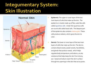 Integumentary system presen.03 | Skin and Dermatology | Diseases and ...