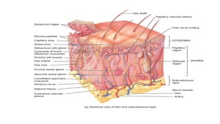 Integumentary System- Skin, and accessory organs- nails, hairs .pptx