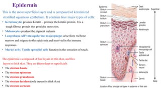 Integumentary System- Skin, and accessory organs- nails, hairs .pptx