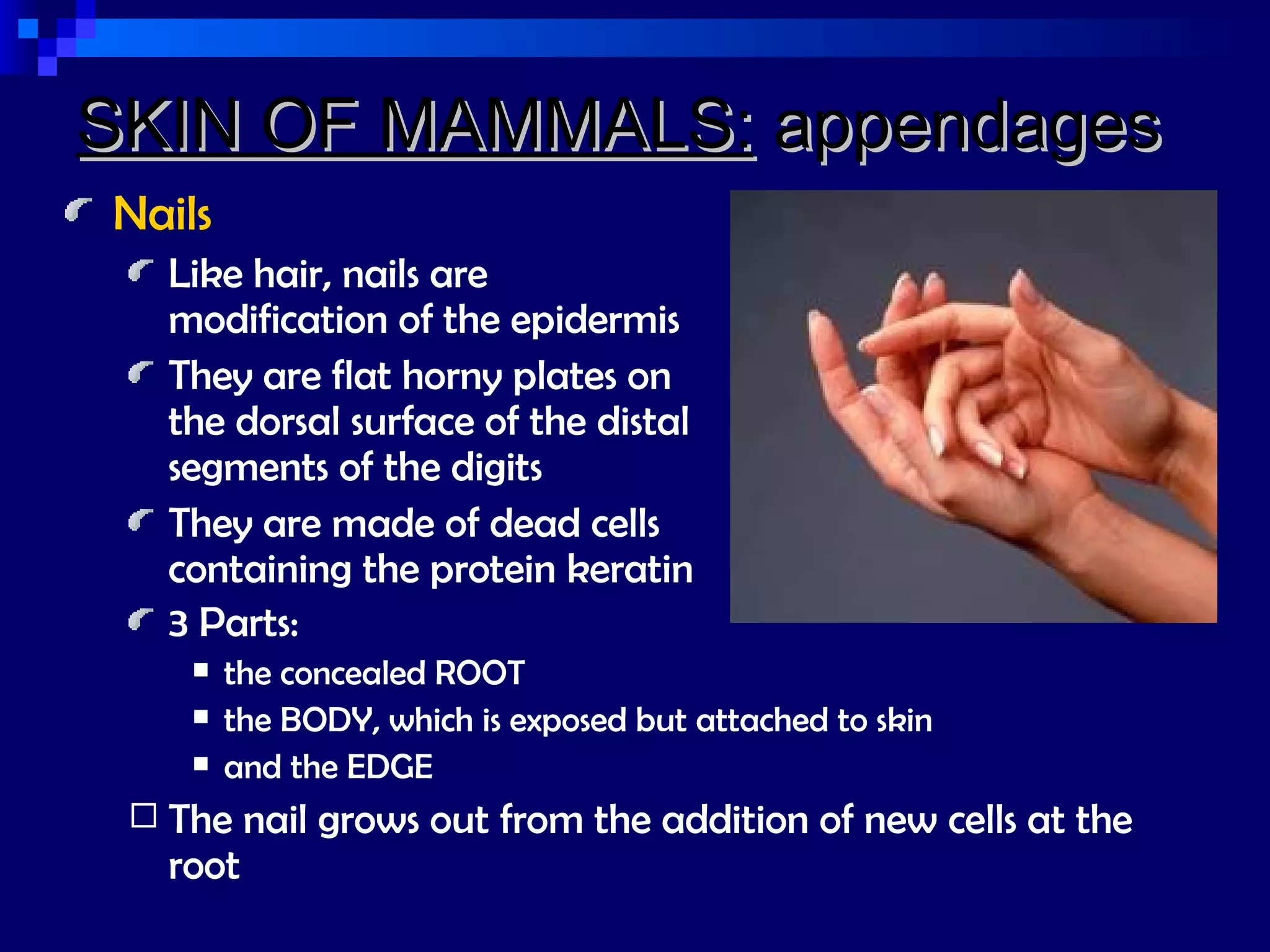 Integumentary system vertebrates | PPT