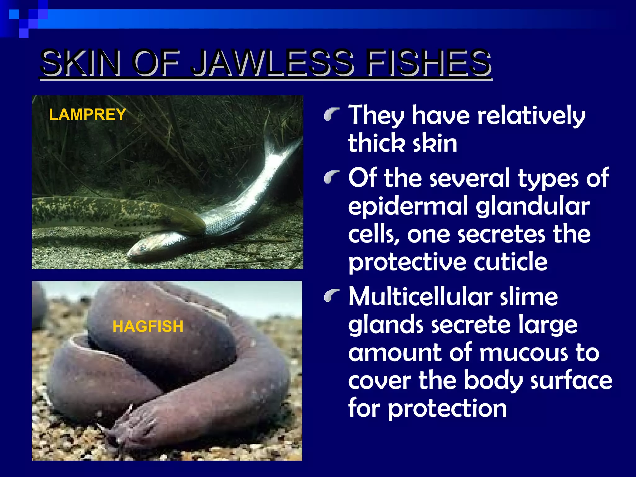Integumentary system vertebrates | PPT