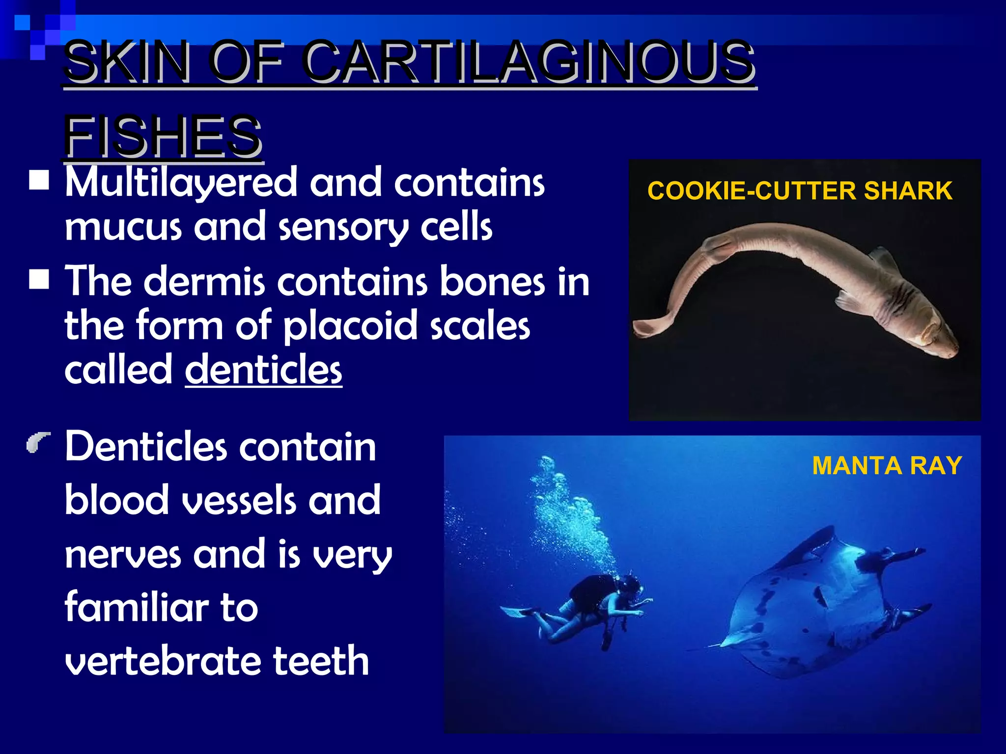 Integumentary system vertebrates | PPT