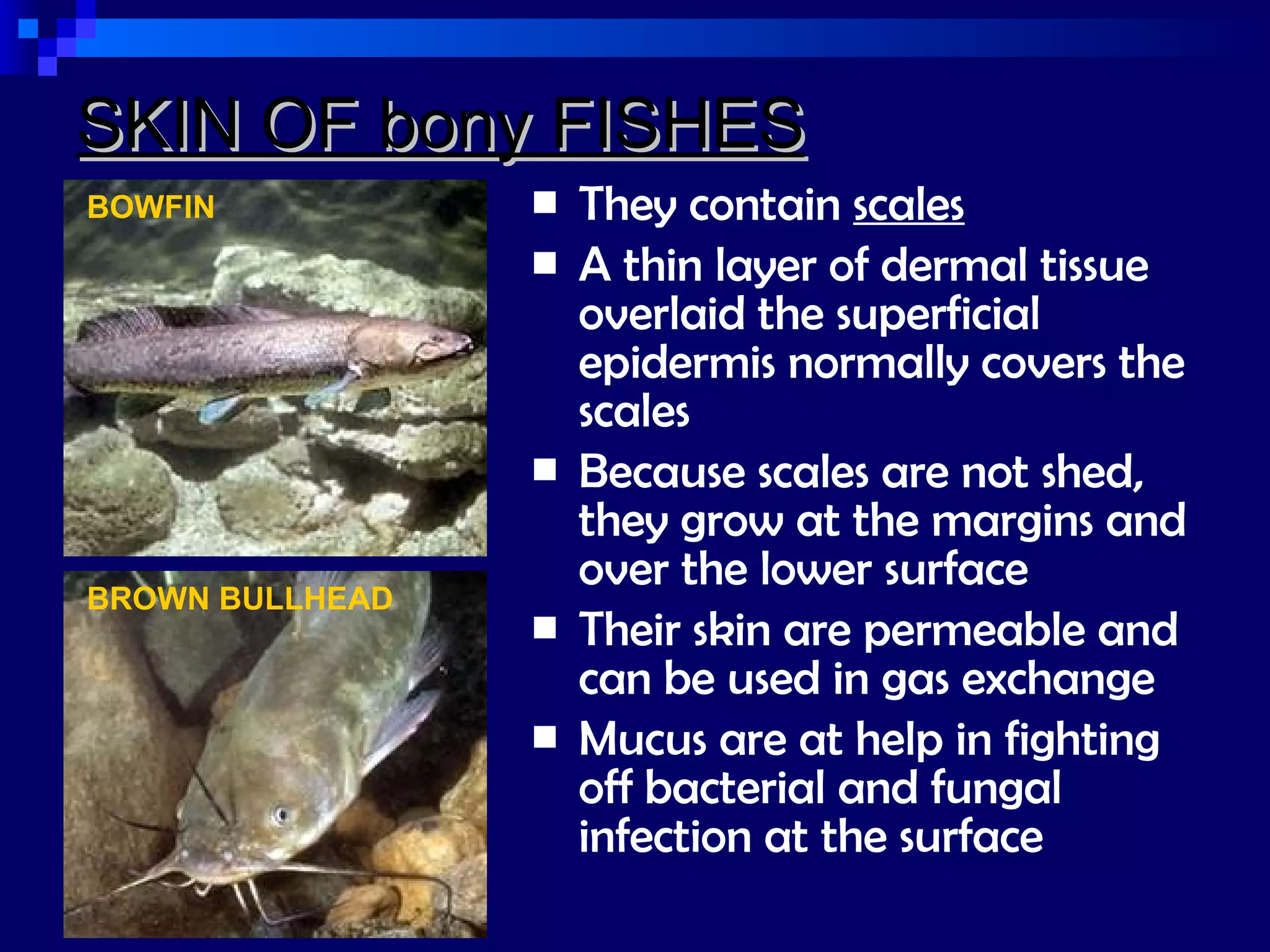 Integumentary system vertebrates | PPT