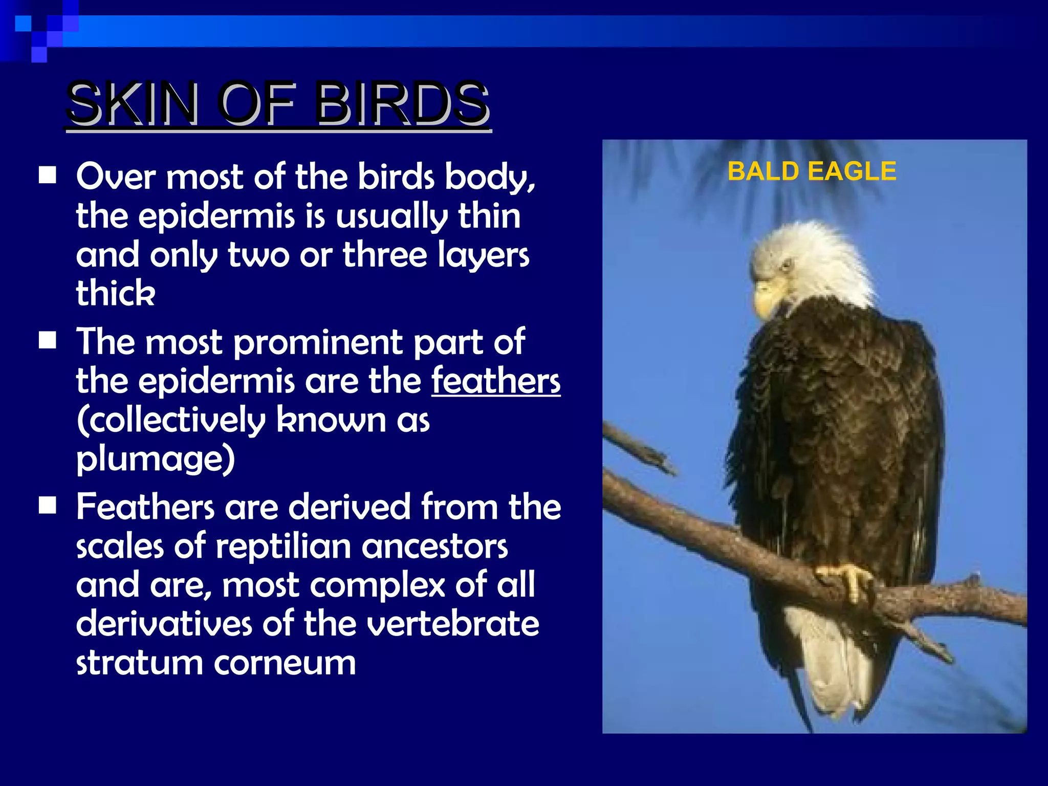 Integumentary system vertebrates | PPT