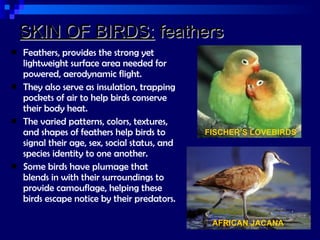 Integumentary system vertebrates | PPT