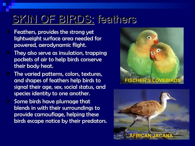 Integumentary system vertebrates | PPT | Birds | Pets