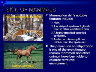 Integumentary system vertebrates | PPT