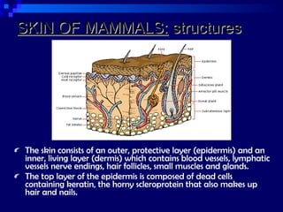 Integumentary system vertebrates | PPT