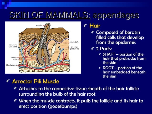 Integumentary system vertebrates | PPT | Birds | Pets