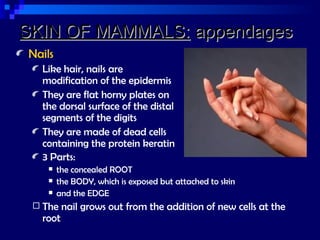 Integumentary system vertebrates | PPT