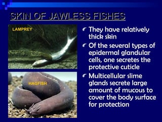 Integumentary system vertebrates | PPT