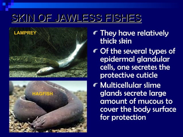 Integumentary system vertebrates | PPT | Birds | Pets